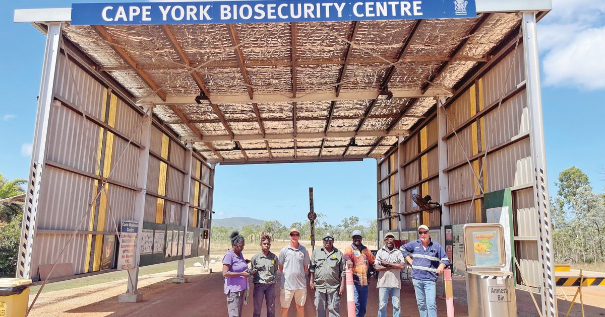 Traditional Owners likely to take over Coen biosecurity facility | Cape ...