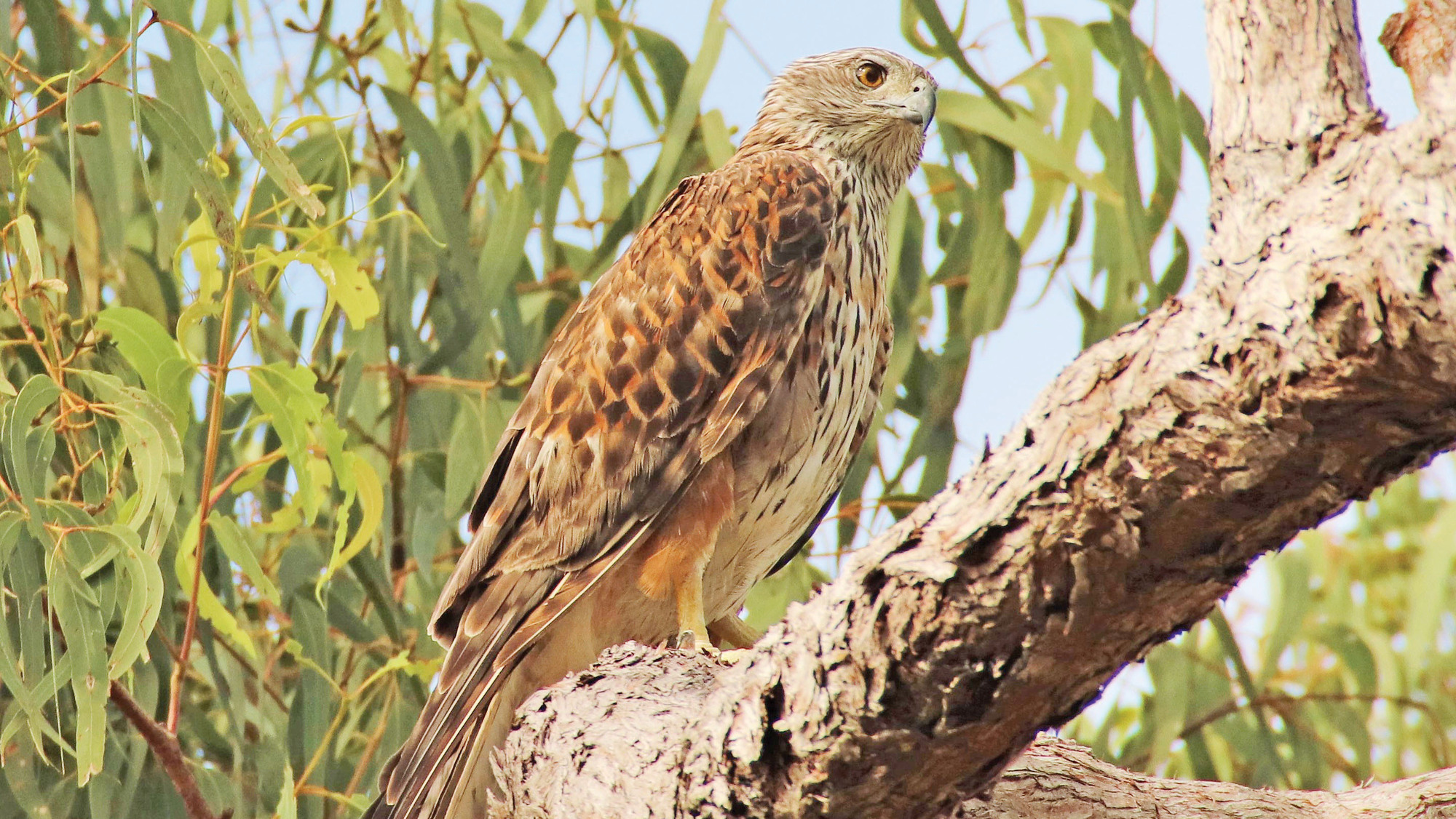 Cape York's red goshawk is facing extinction | Cape York Weekly