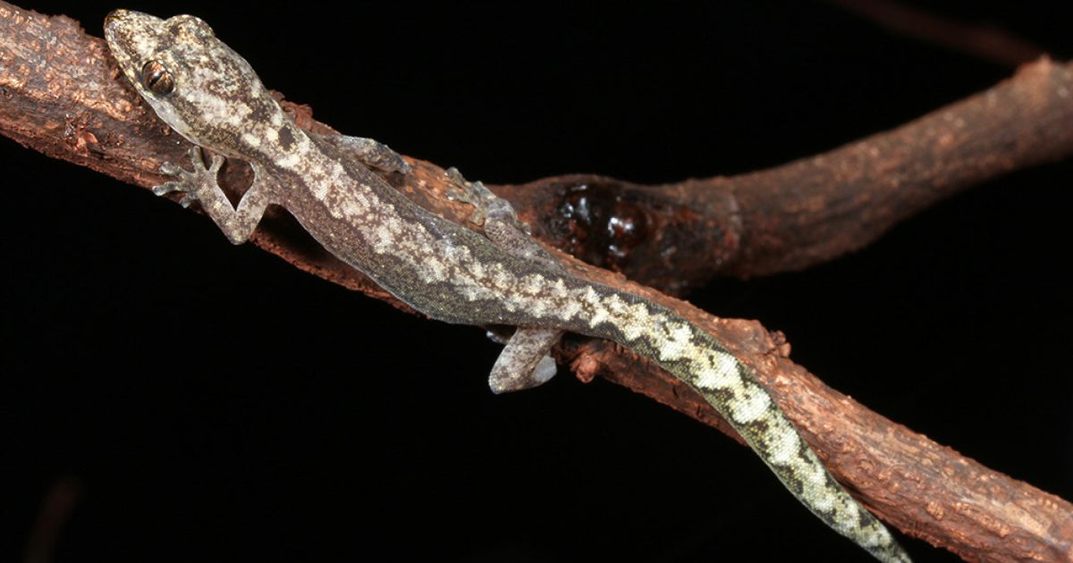 Scientists discover new Cape York gecko | Cape York Weekly