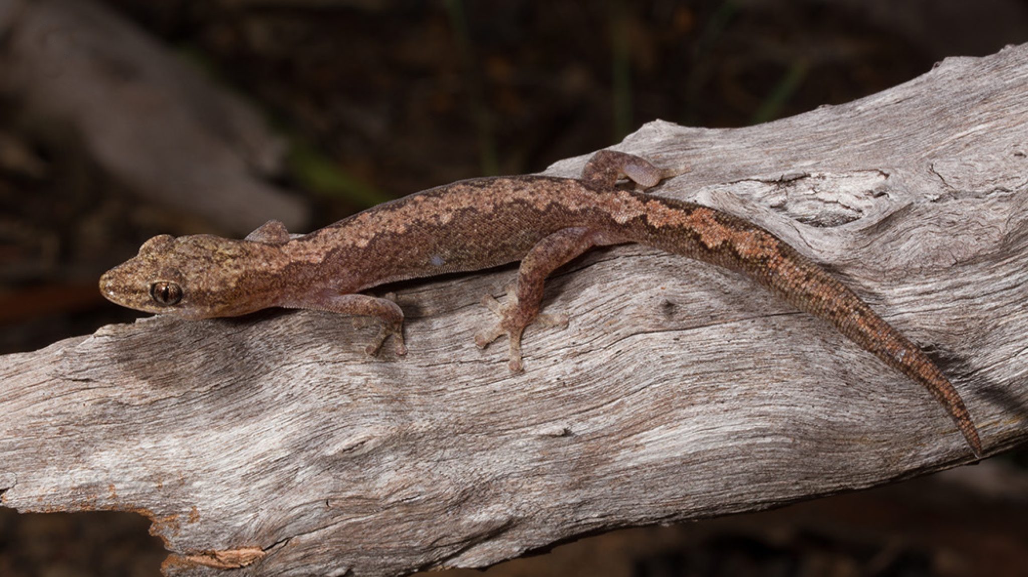 Scientists discover new Cape York gecko | Cape York Weekly