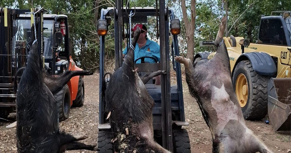 Record numbers for Weipa pig hunt | Cape York Weekly
