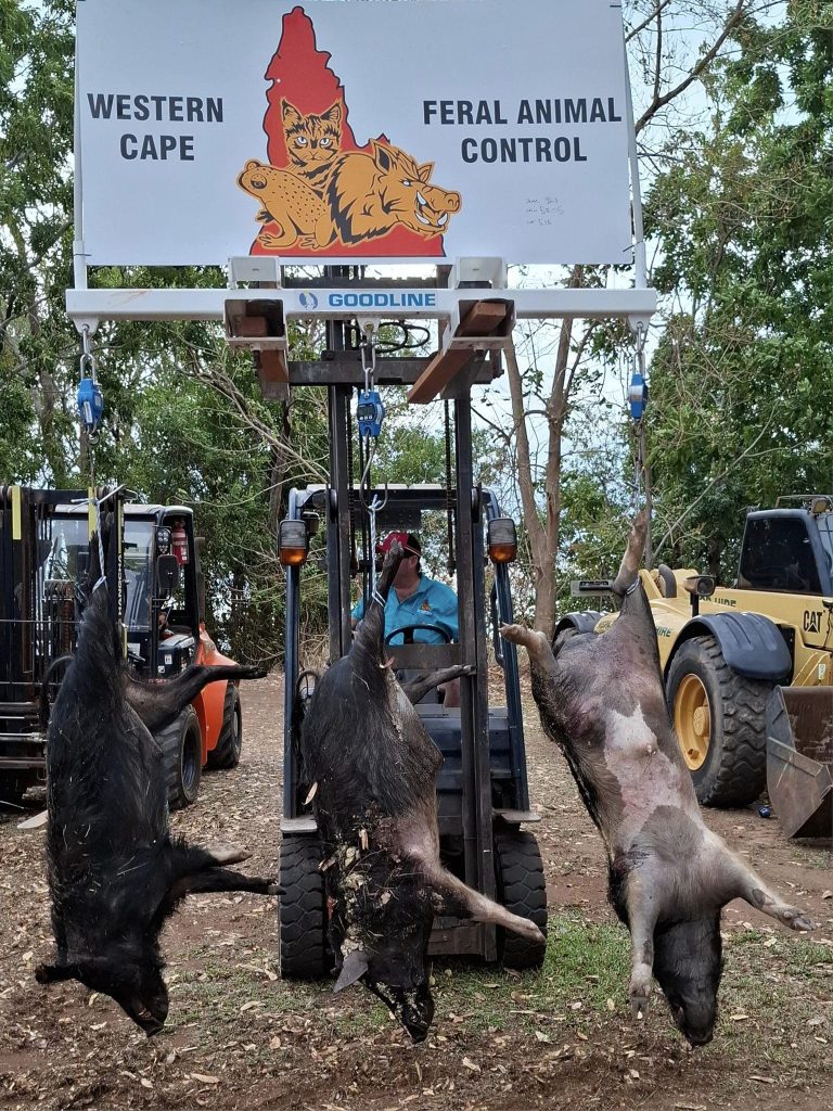 Record numbers for Weipa pig hunt | Cape York Weekly