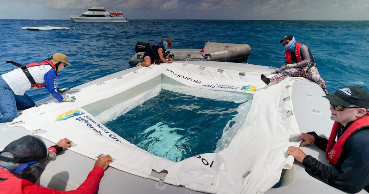 Coral IVF helps precious reef create new life | Cape York Weekly