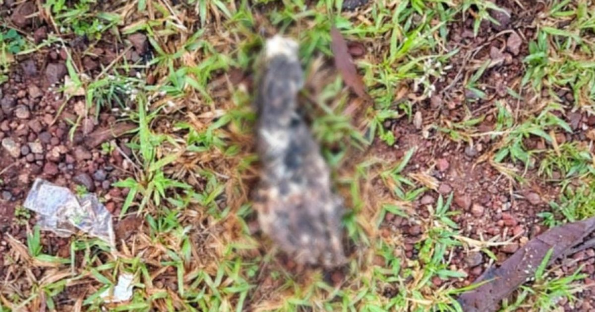 ‘Not of human origin’: police close book on NPA bone discovery | Cape ...