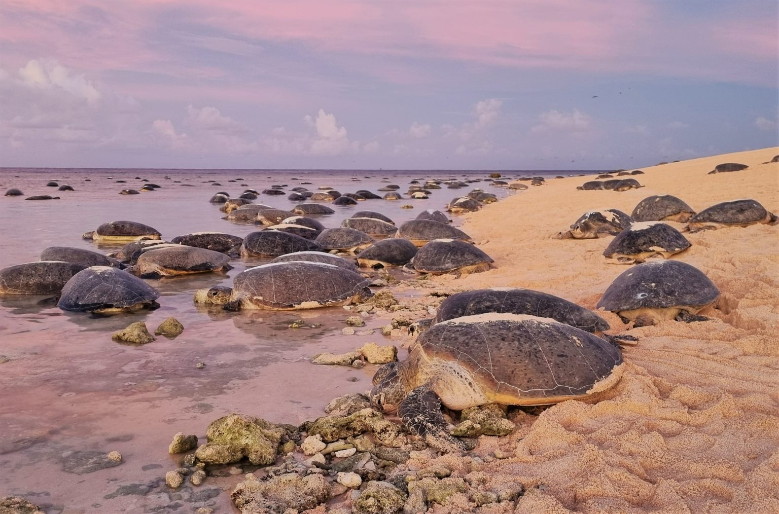 Green turtle egg relocation from Raine Island hatches hope | Cape York ...